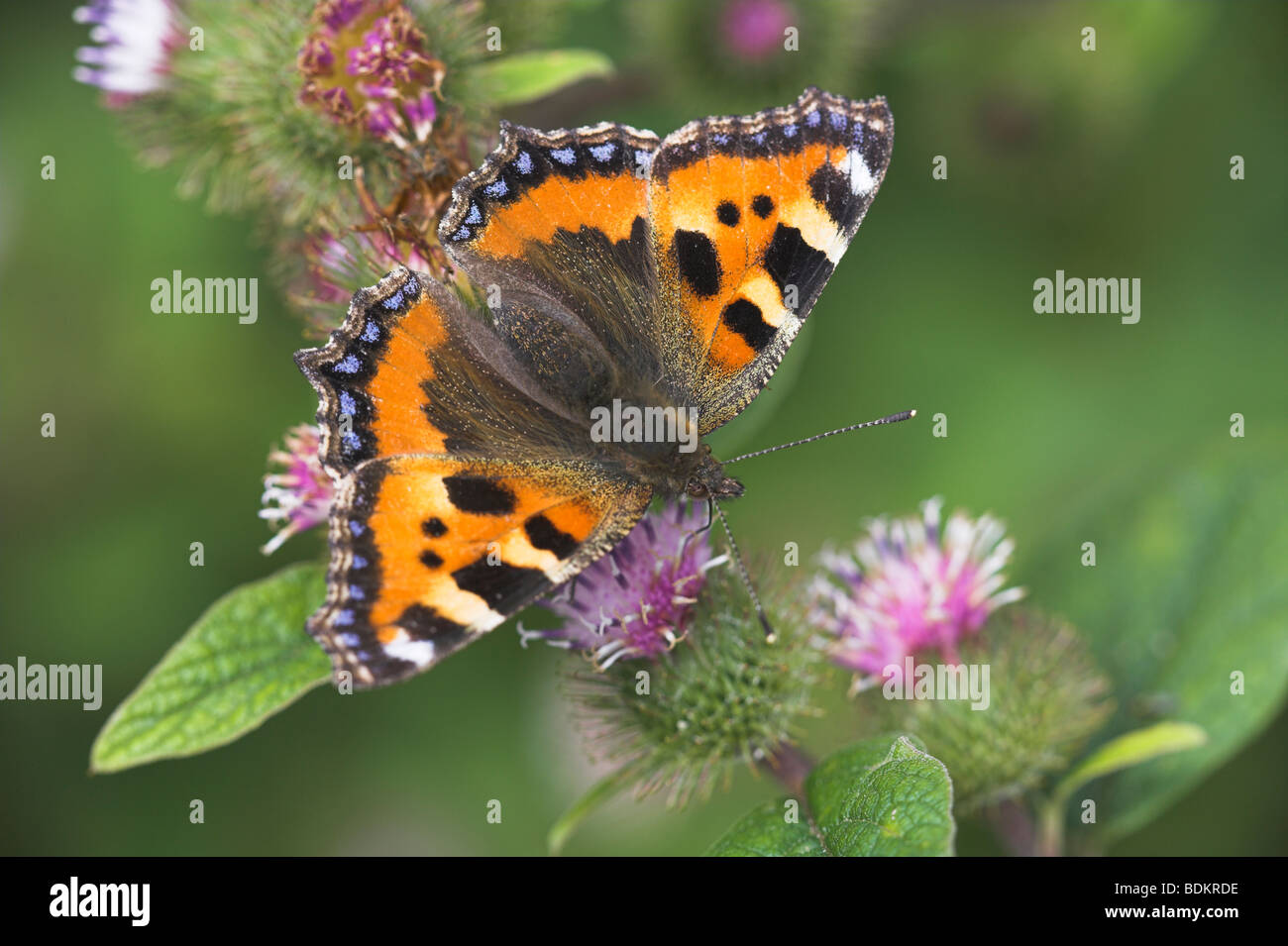 Arctium sp hi-res stock photography and images - Alamy