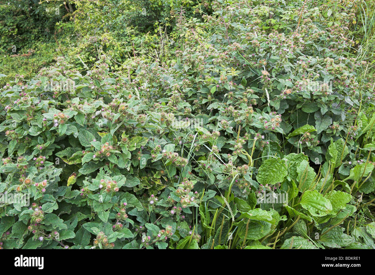 Burdock Arctium sp. bush in flower and covered in butterflies at ...