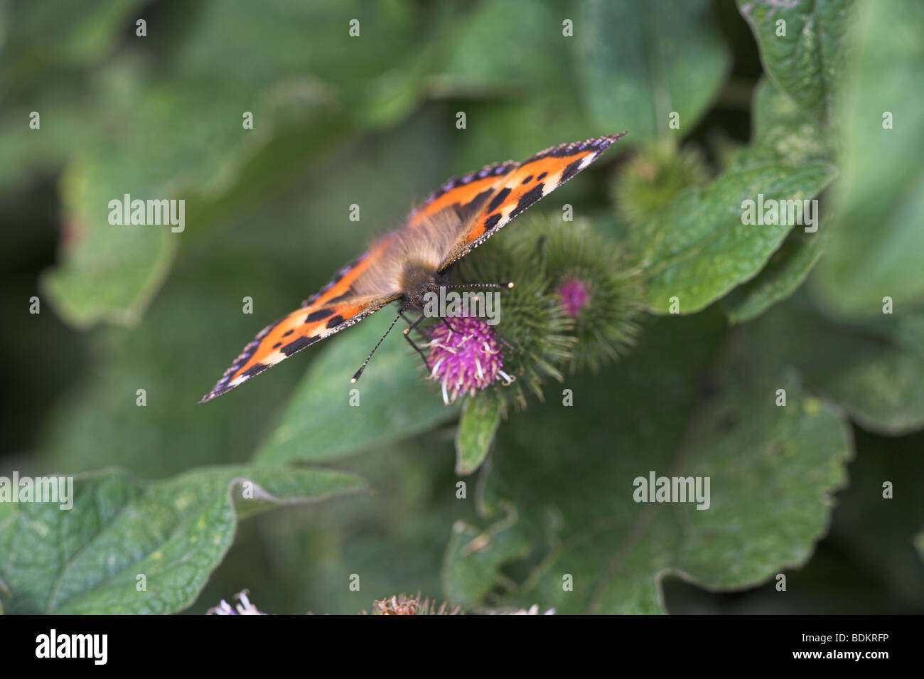 Small Tortoiseshell Aglais urticae feeding and basking on Burdock ...