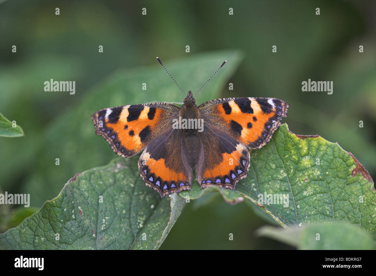 Small Tortoiseshell Aglais urticae feeding and basking on Burdock ...