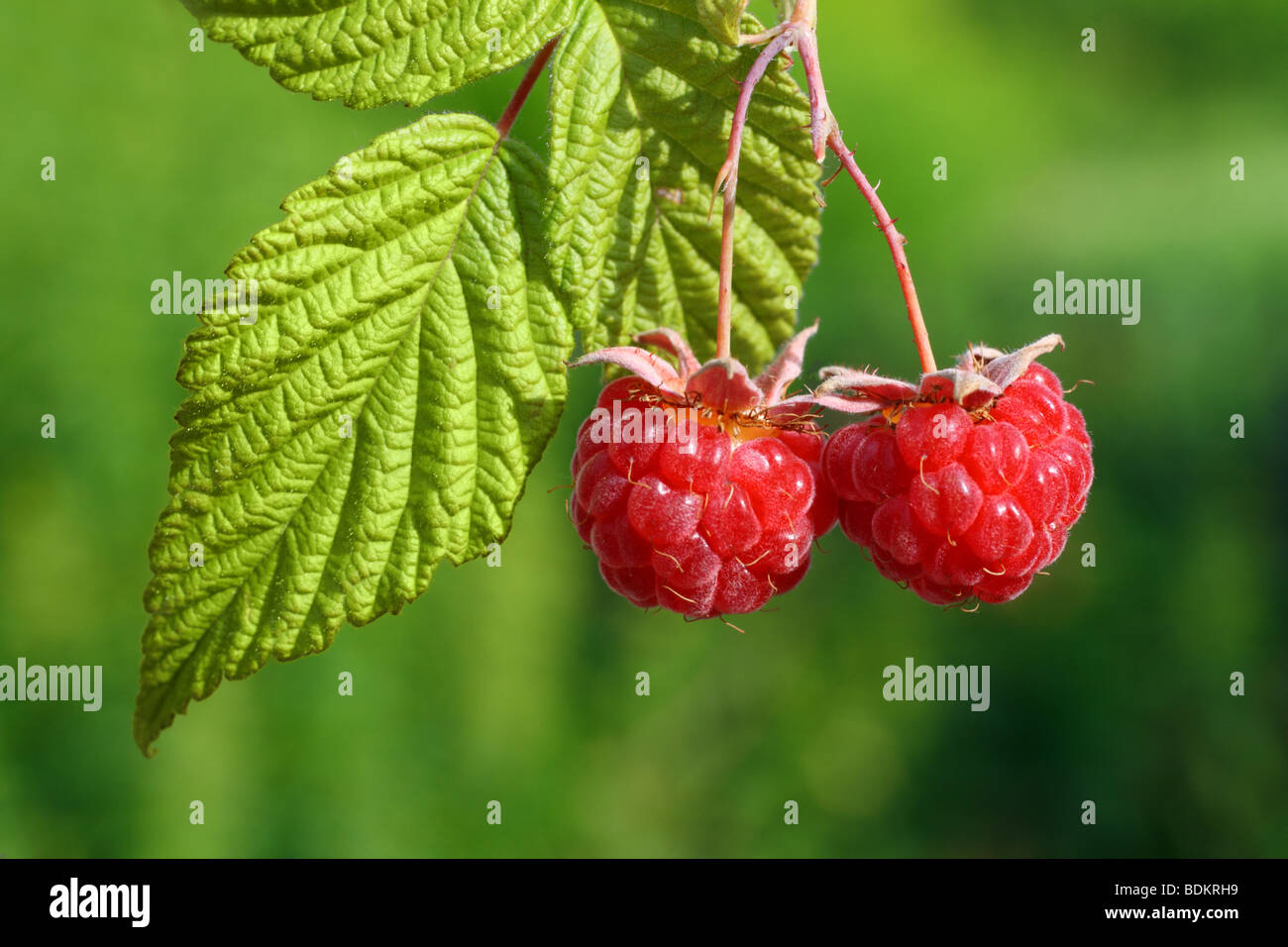 pair of raspberry with leaf on green background Stock Photo - Alamy