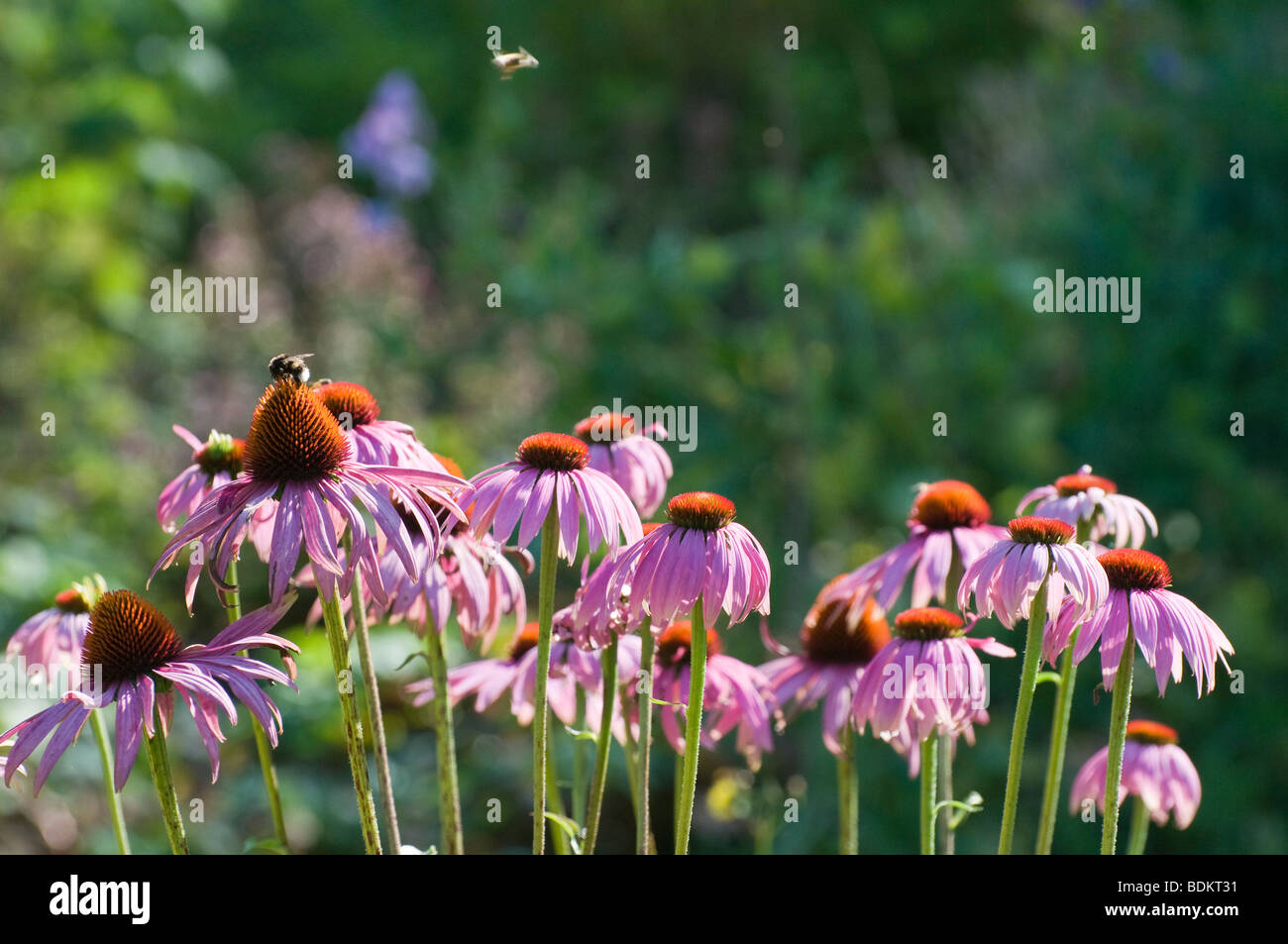 Garden flowers and bugs Stock Photo - Alamy