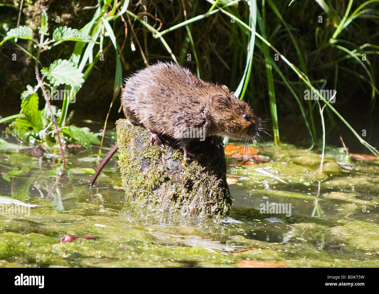 Water Vole resting on post Stock Photo - Alamy