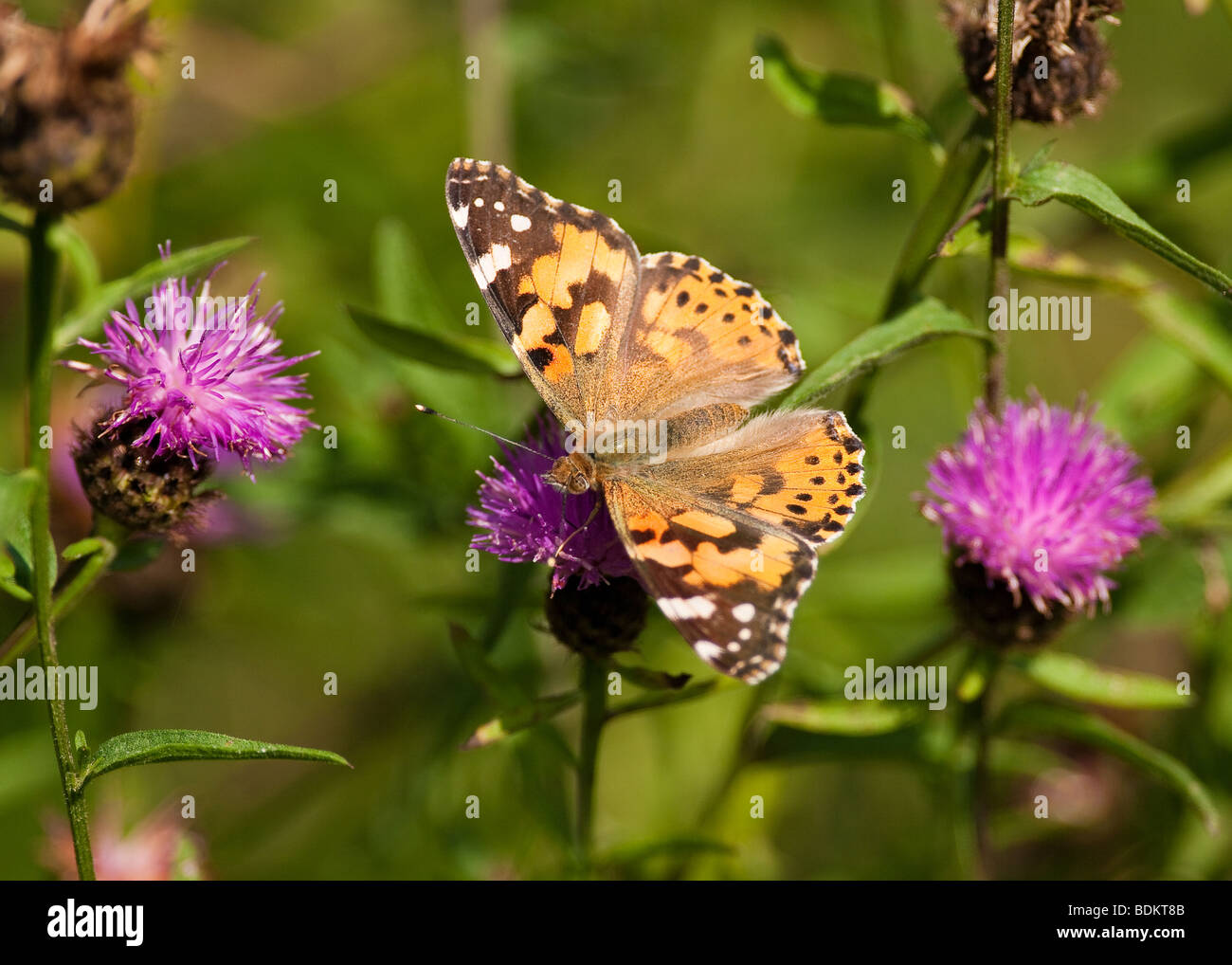 Painted Lady butterfly Stock Photo - Alamy