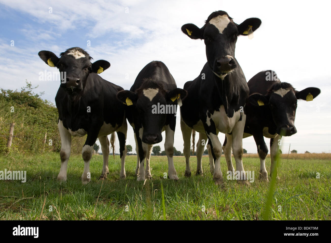 four cows on a field - Bos primigenius taurus Stock Photo - Alamy