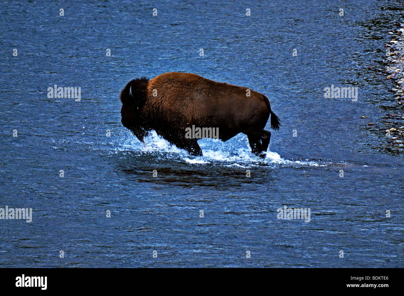 A bison crossing a river in the Lamar valley in Yellowstone national ...