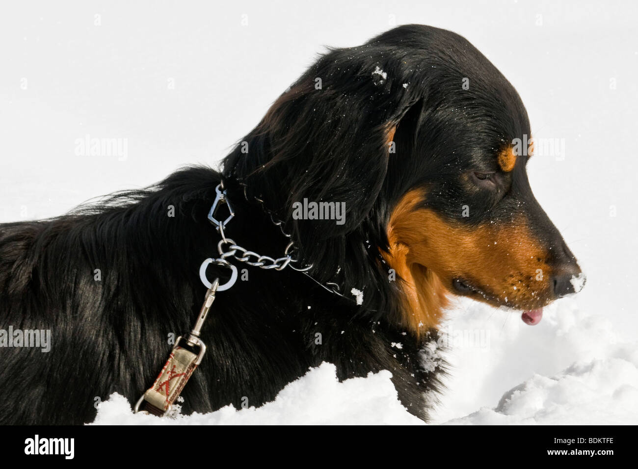 Fury friend hi-res stock photography and images - Alamy