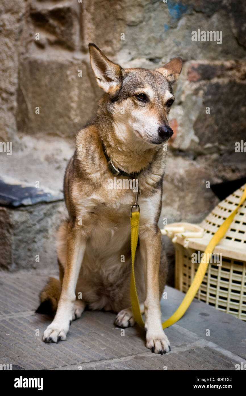 Lurcher puppy dog hi-res stock photography and images - Alamy