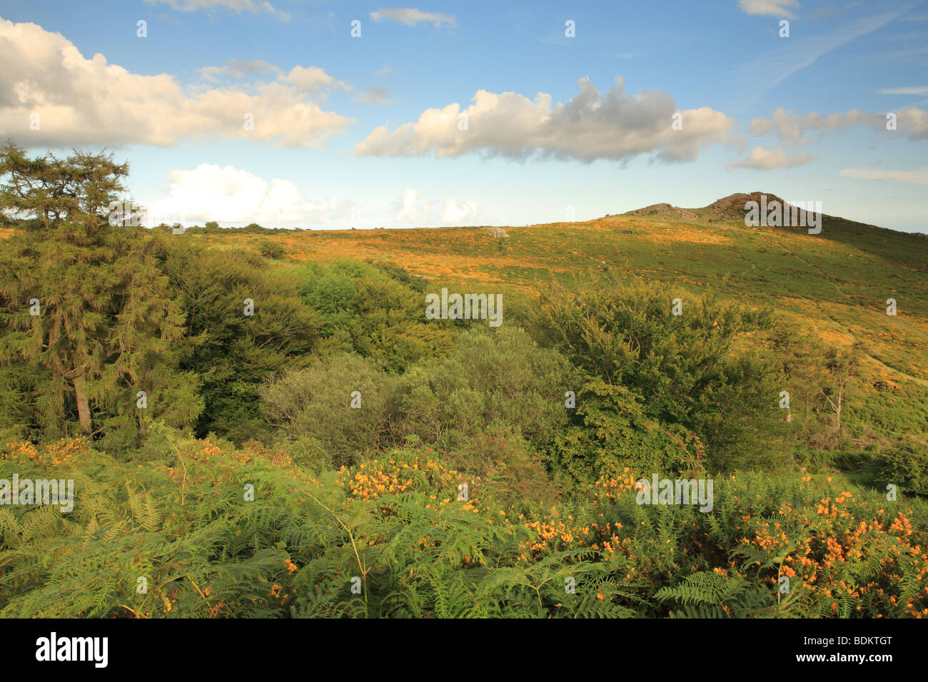 Sharp Tor near Dartmeet, with summer gorse, Dartmoor, Devon, England ...