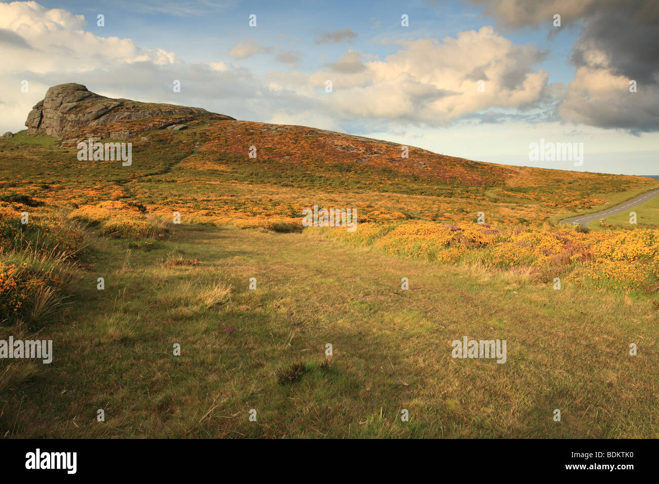 Summer of view Haytor surrounded by gorse bloom, Dartmoor, Devon ...