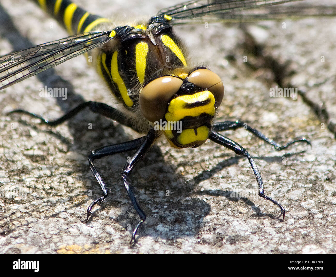 Golden Ringed Dragonfly Stock Photo - Alamy