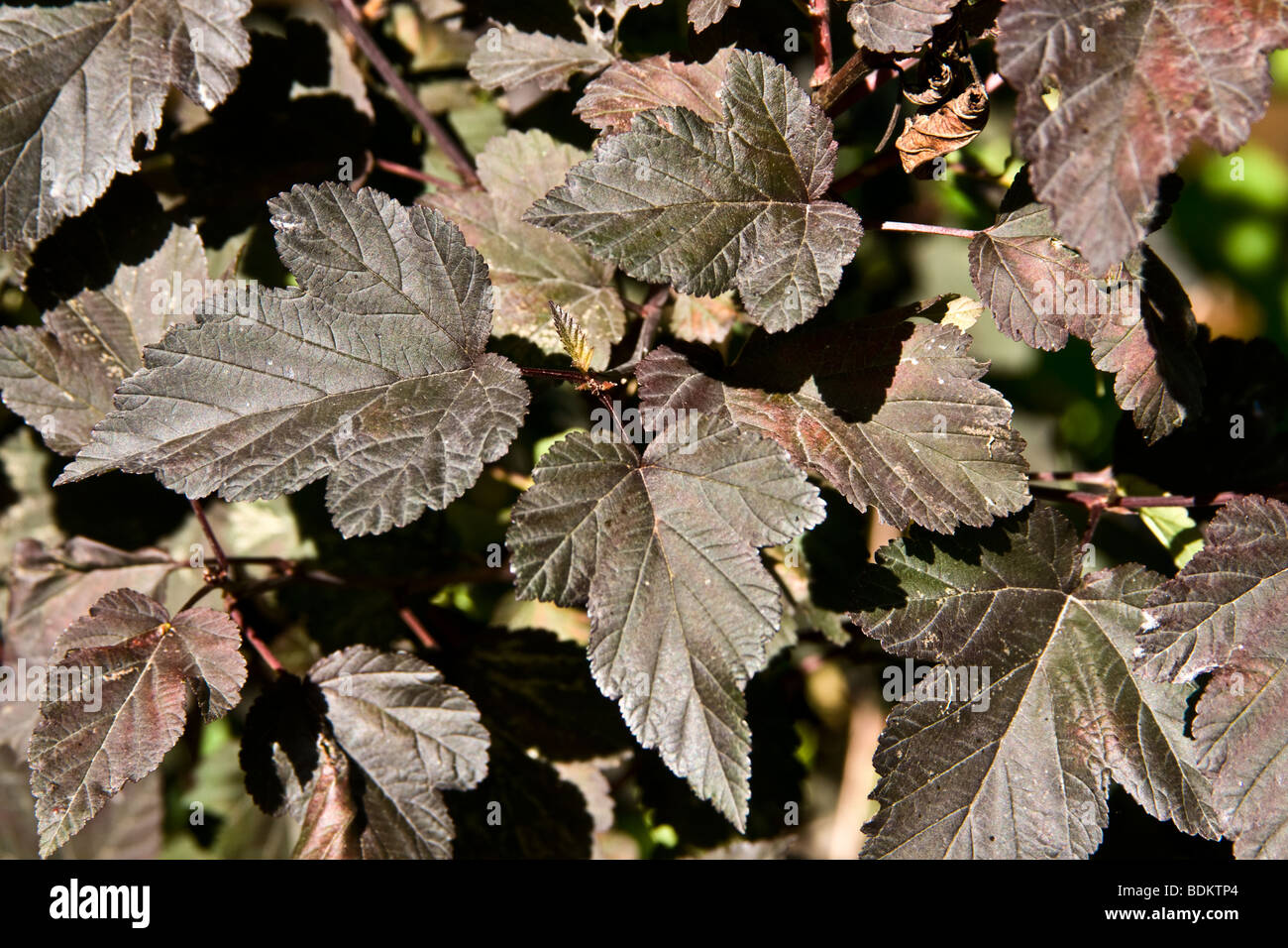 Manitoba maple hi-res stock photography and images - Alamy