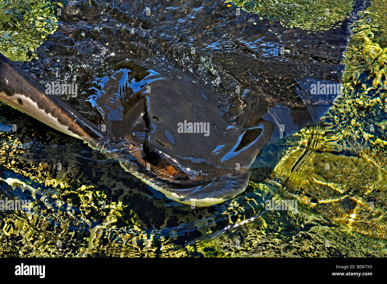 A Bat Ray swimming in an aquarium in the San Diego Sea World Stock ...