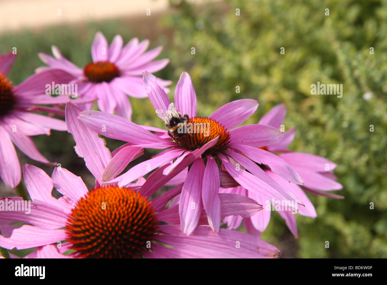A Bumble Bee gathering pollen from a pink daisy flower on a warm ...