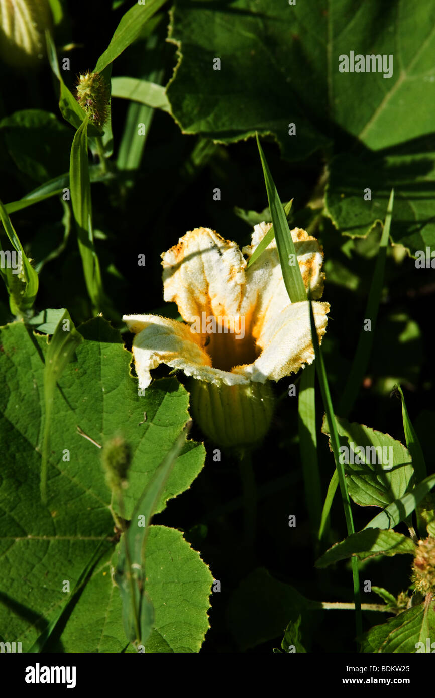 vegetable garden on Canadian Prairies Stock Photo - Alamy