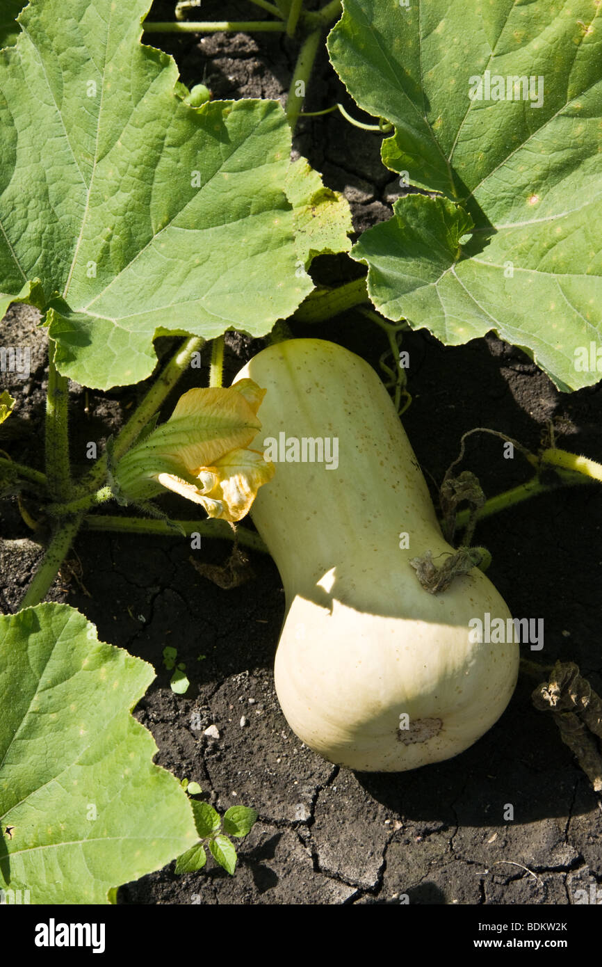 vegetable garden on Canadian Prairies Stock Photo - Alamy