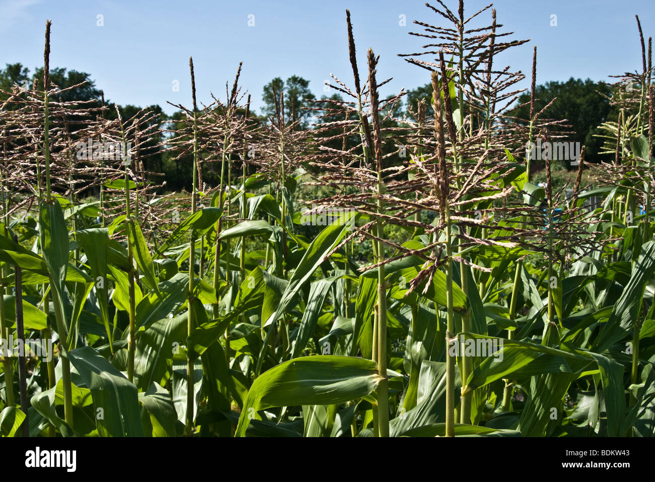 vegetable garden on Canadian Prairies Stock Photo - Alamy