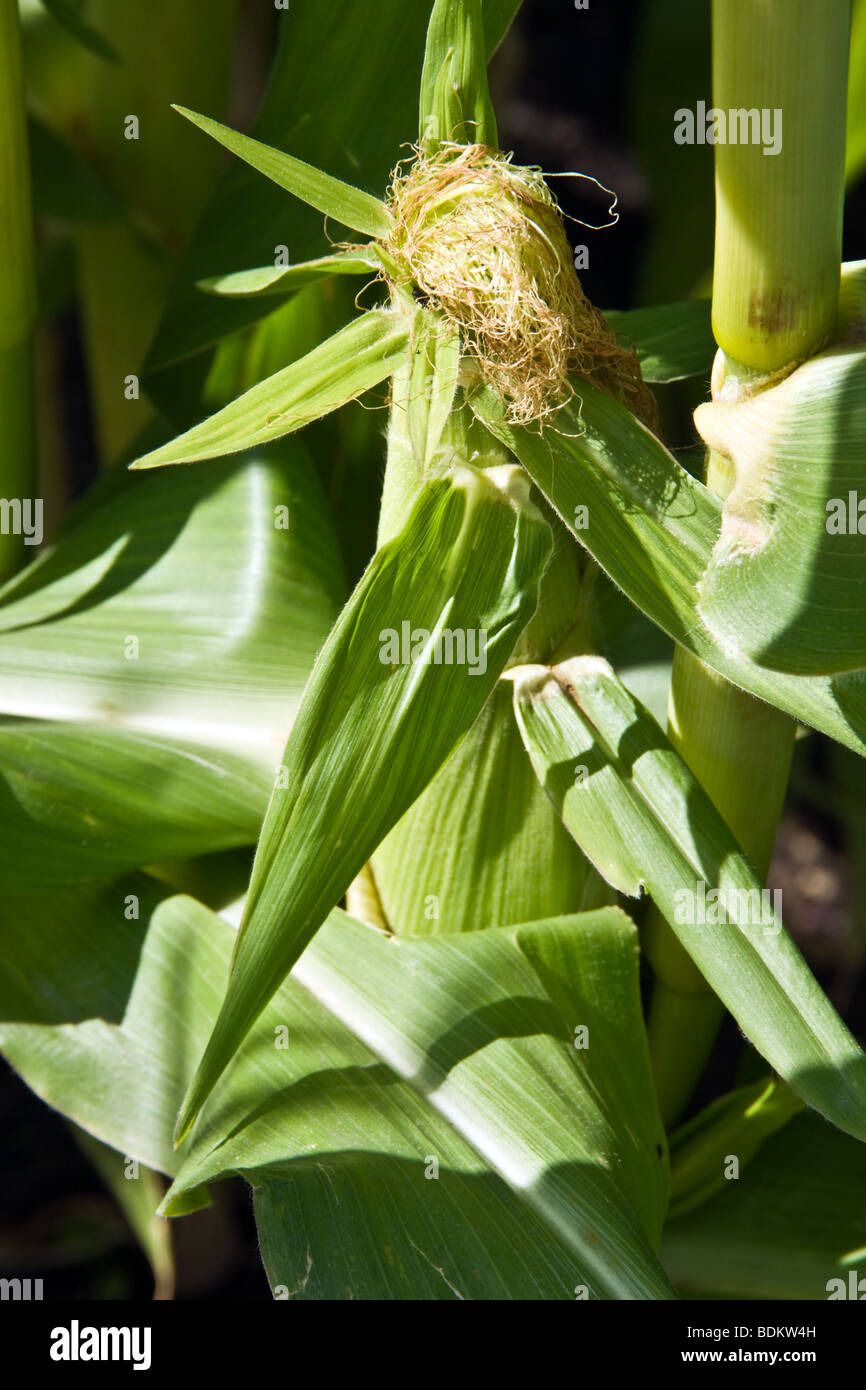 vegetable garden on Canadian Prairies Stock Photo - Alamy