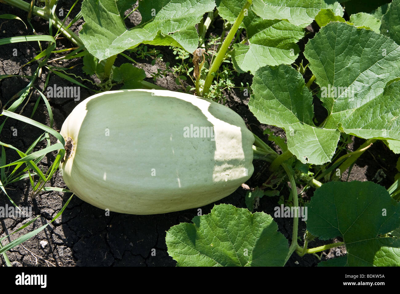 vegetable garden on Canadian Prairies Stock Photo - Alamy