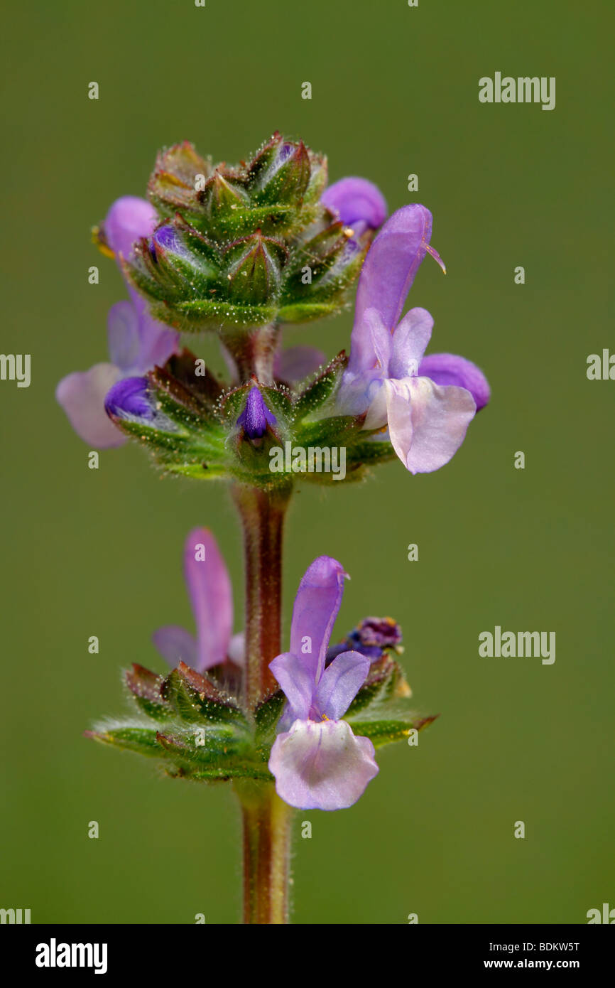 Wild Clary, Salvia verbenaca. Alicante. Spain Stock Photo - Alamy