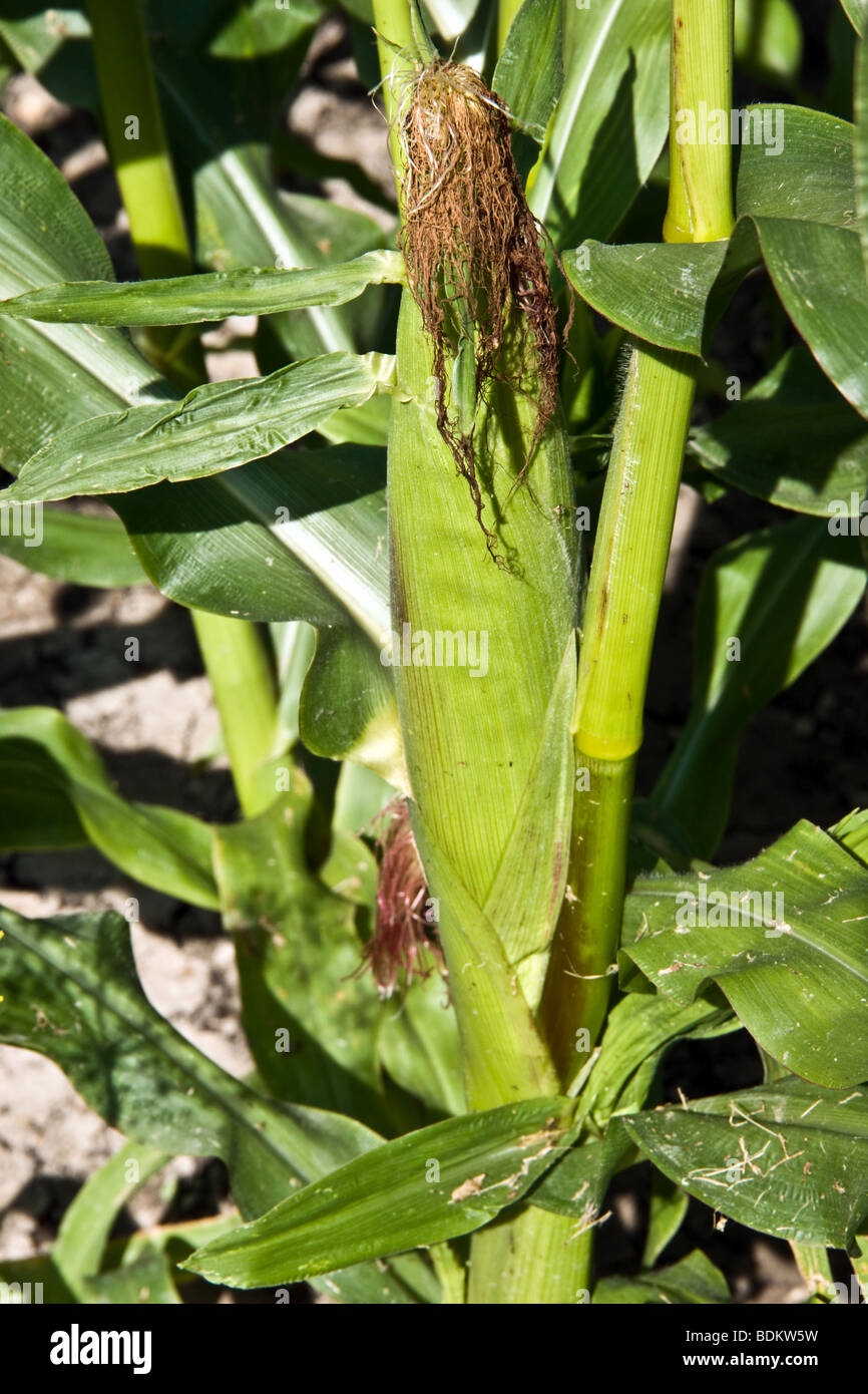 vegetable garden on Canadian Prairies Stock Photo - Alamy