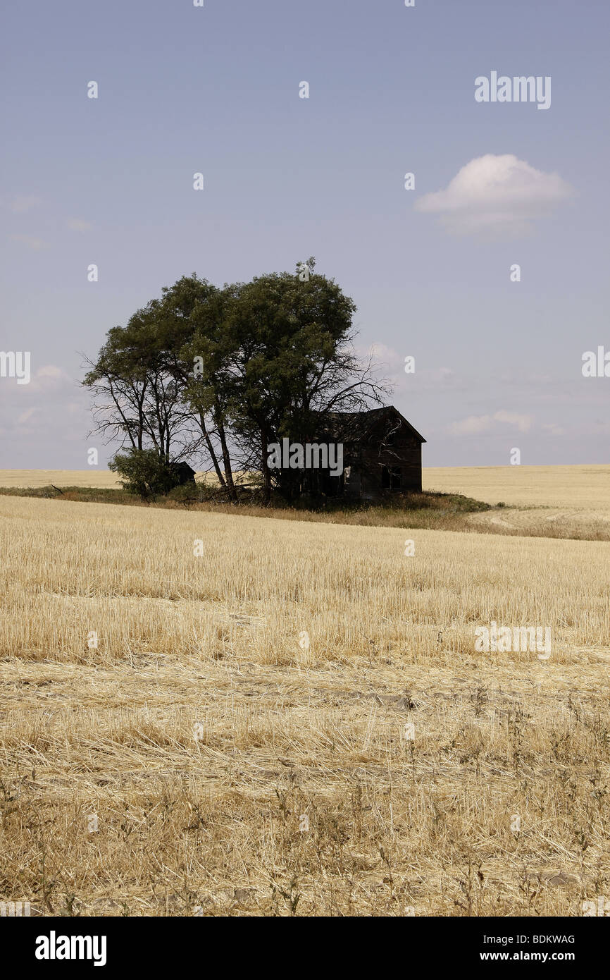 An old abandoned homestead farm house in the middle of a wheat field ...