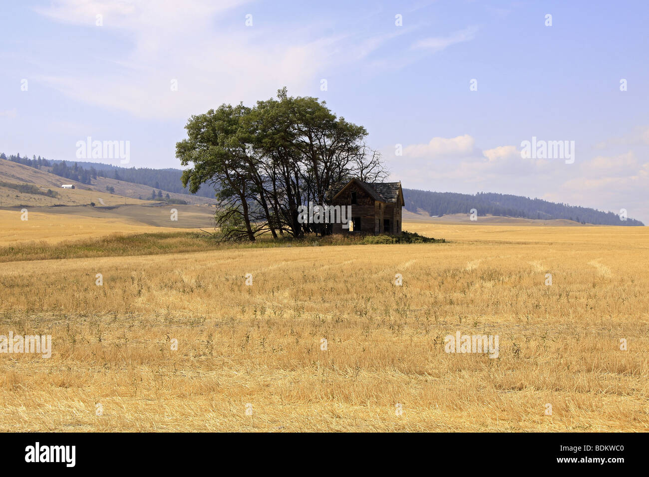 Farmhouse in a wheatfield hi-res stock photography and images - Alamy