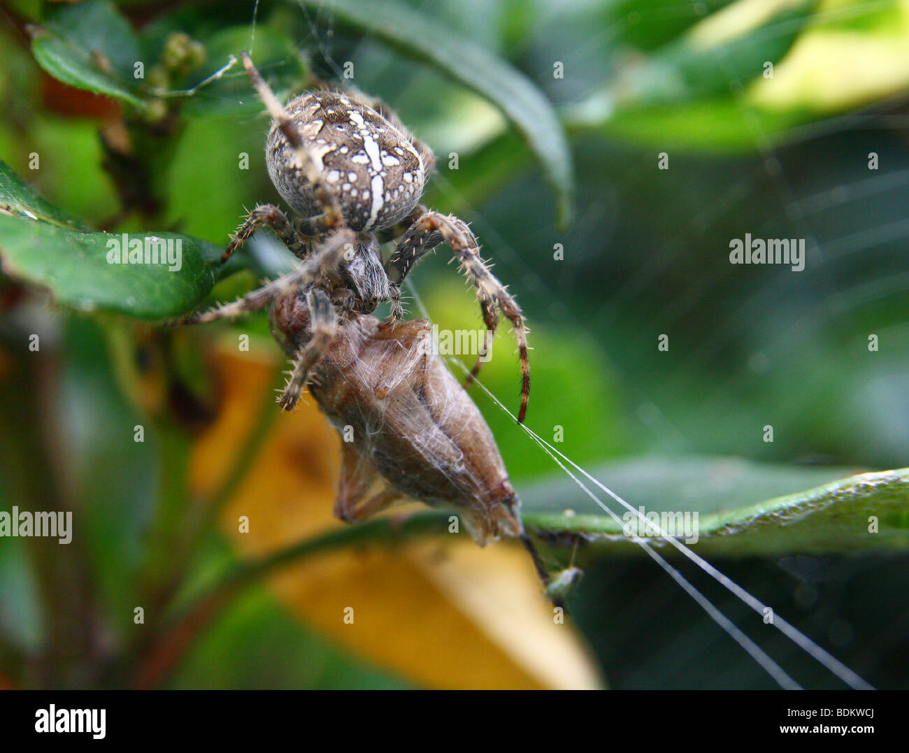 Spider cricket hi-res stock photography and images - Alamy