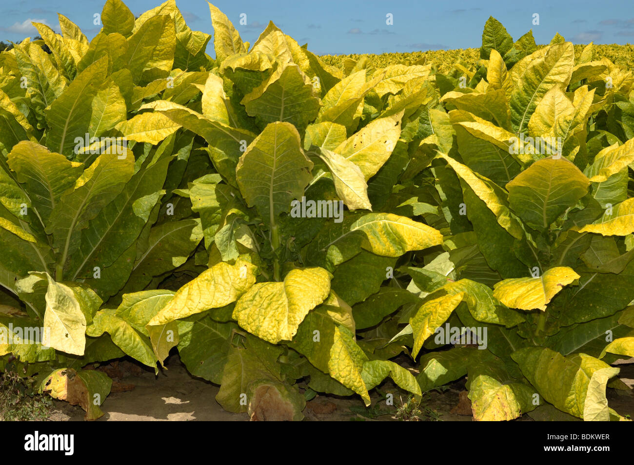 Burley tobacco plants ready for harvest in Kentucky, USA Stock Photo ...