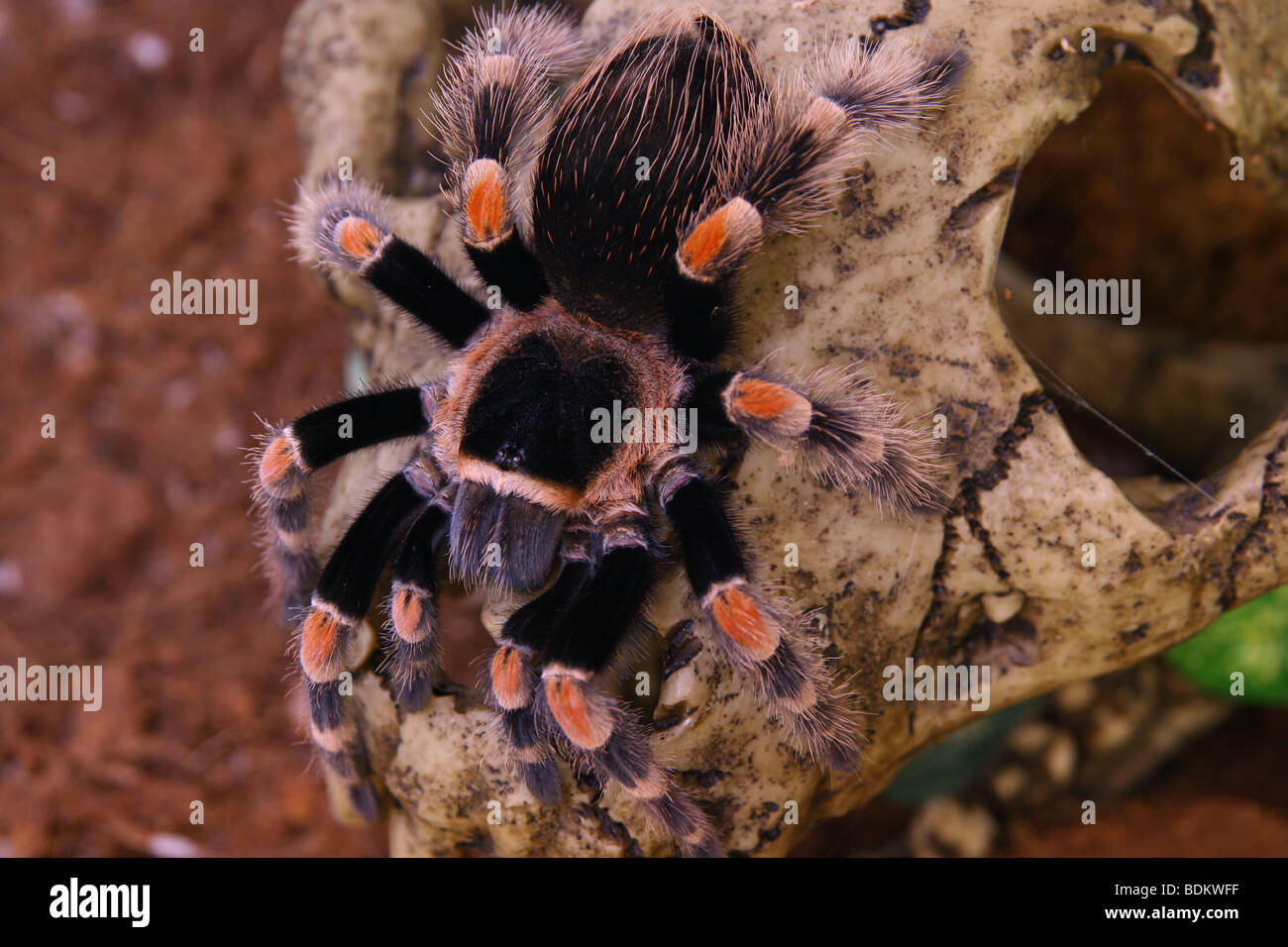 young mexican red knee tarantula on animal skull Stock Photo - Alamy