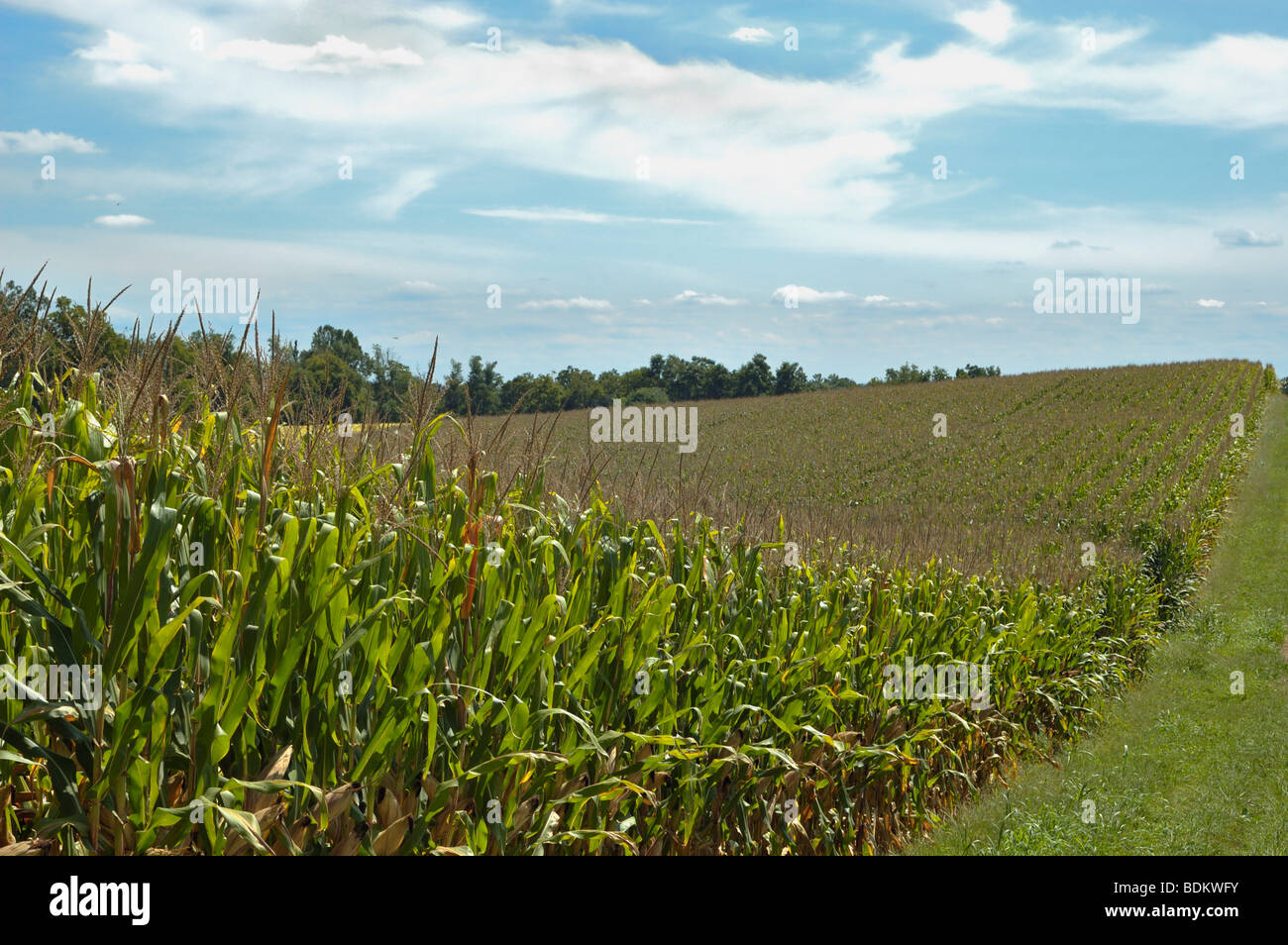 Corn ready for harvest in Kentucky, USA Stock Photo - Alamy