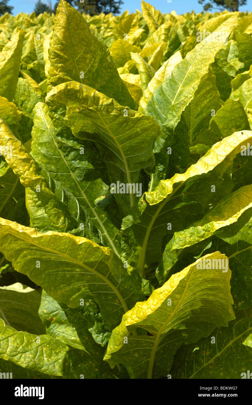 Burley tobacco plants ready for harvest in Kentucky, USA Stock Photo ...