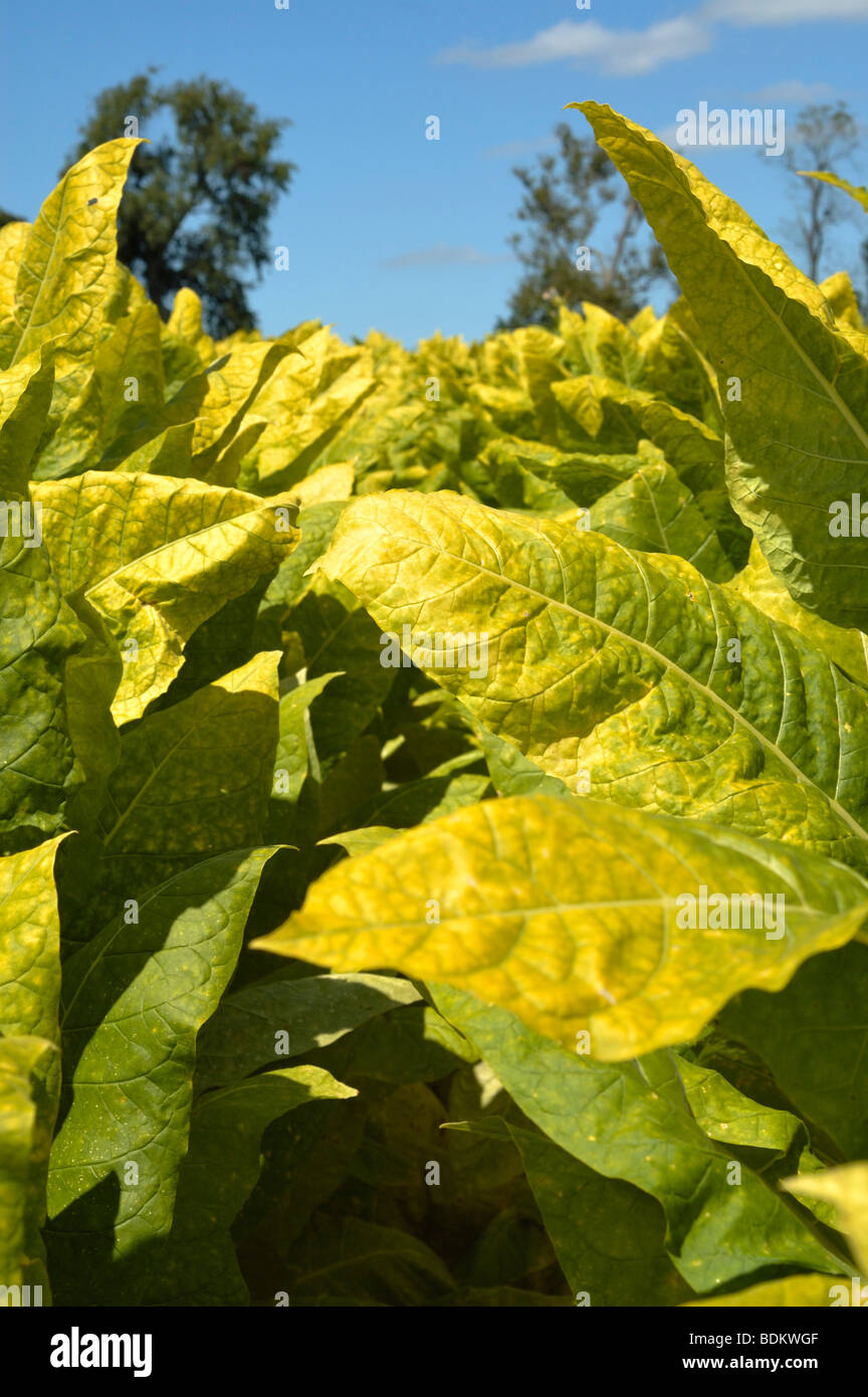 Burley tobacco plants ready for harvest in Kentucky, USA Stock Photo ...