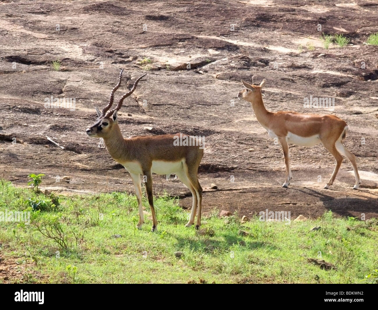 Black Buck, Antilope Cervicapra Stock Photo - Alamy