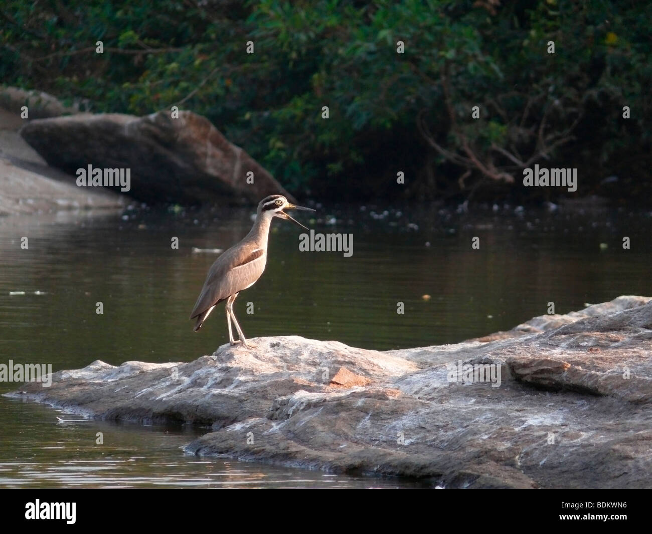Esacus magnirostris hi-res stock photography and images - Alamy