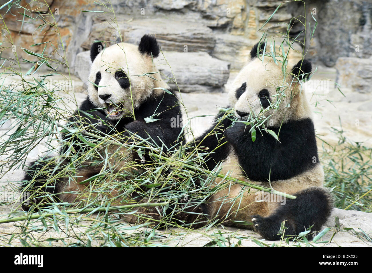 Pandas China Tourist High Resolution Stock Photography and Images - Alamy