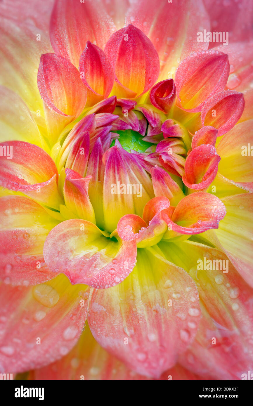 Dahlias variety Azteca. Swan Island Dahlia Farm. Oregon Stock Photo - Alamy