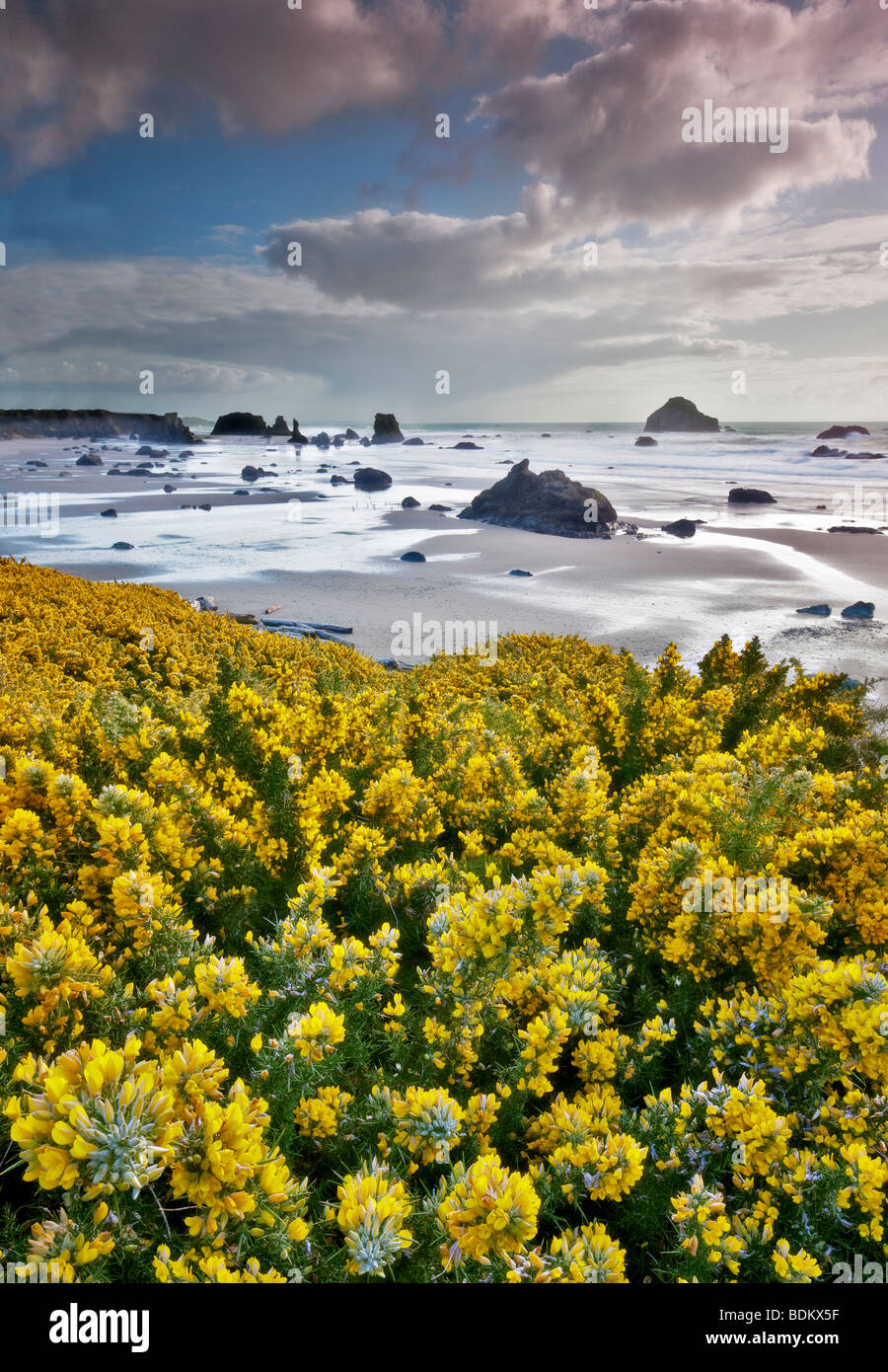 Bandon Beach with blooming gorse. Oregon Stock Photo - Alamy