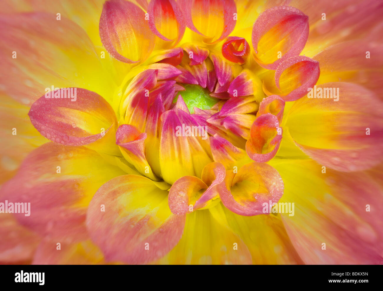 Variety azteca hi-res stock photography and images - Alamy