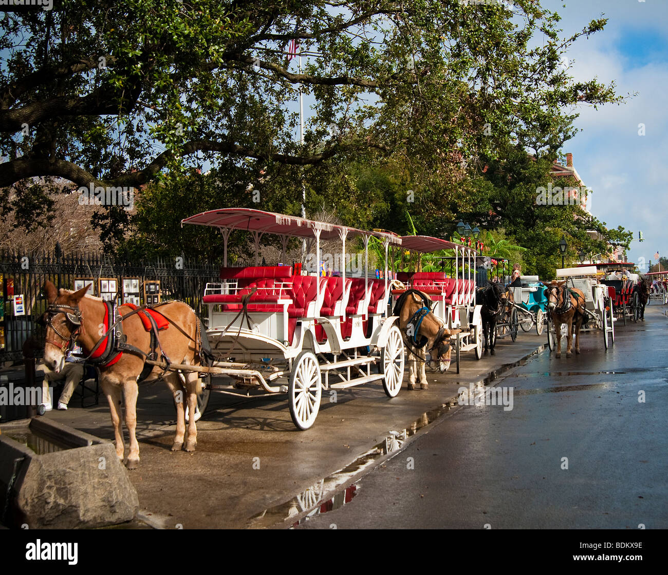 Siteseeing horse drawn carriages on Jackson Square in New Orleans ...