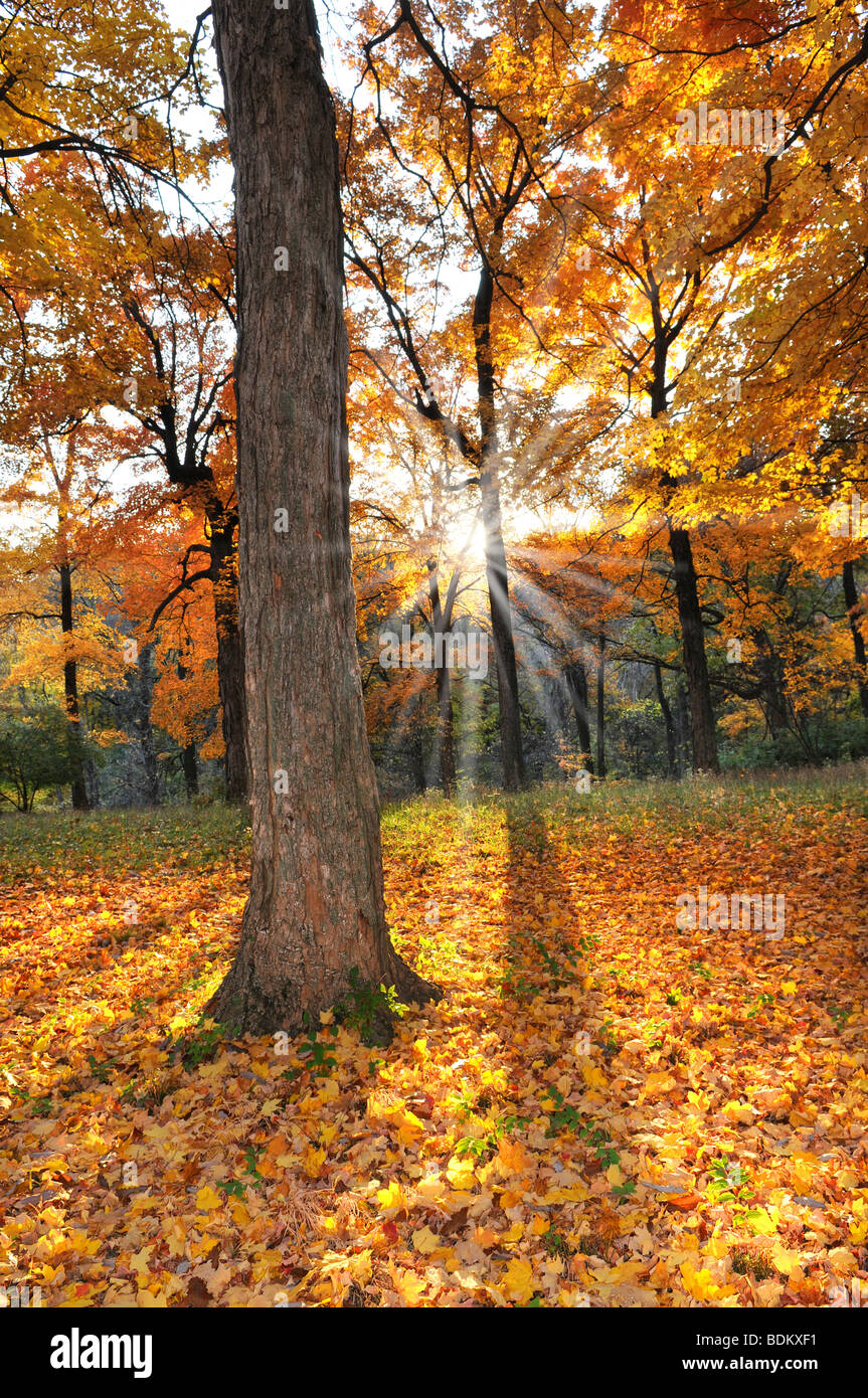 Colorful landscape with sun setting in the forest Stock Photo - Alamy