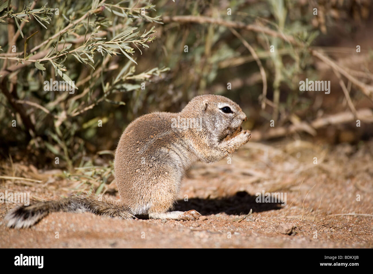 Ground Squirrel at Solitaire Namibia Stock Photo - Alamy