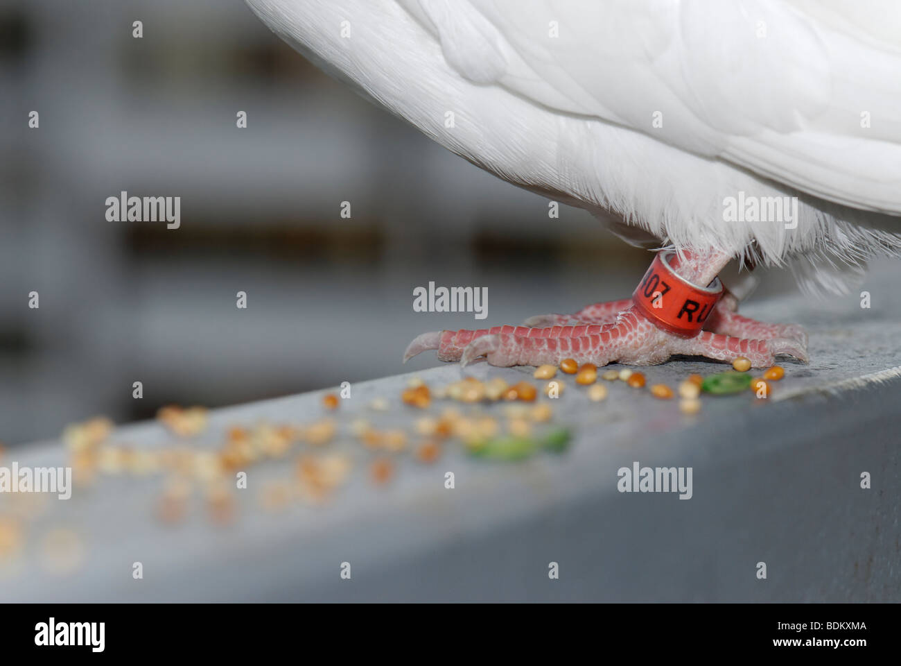 Plastic pigeon hi-res stock photography and images - Alamy