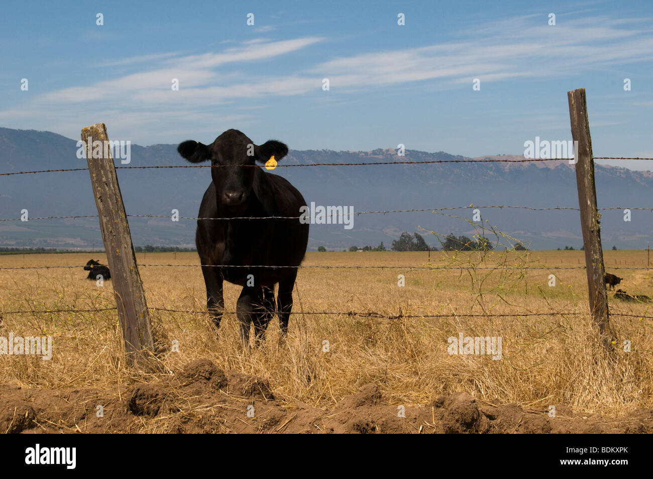 Portrait of a Cow with Barbed Wire Stock Photo - Alamy