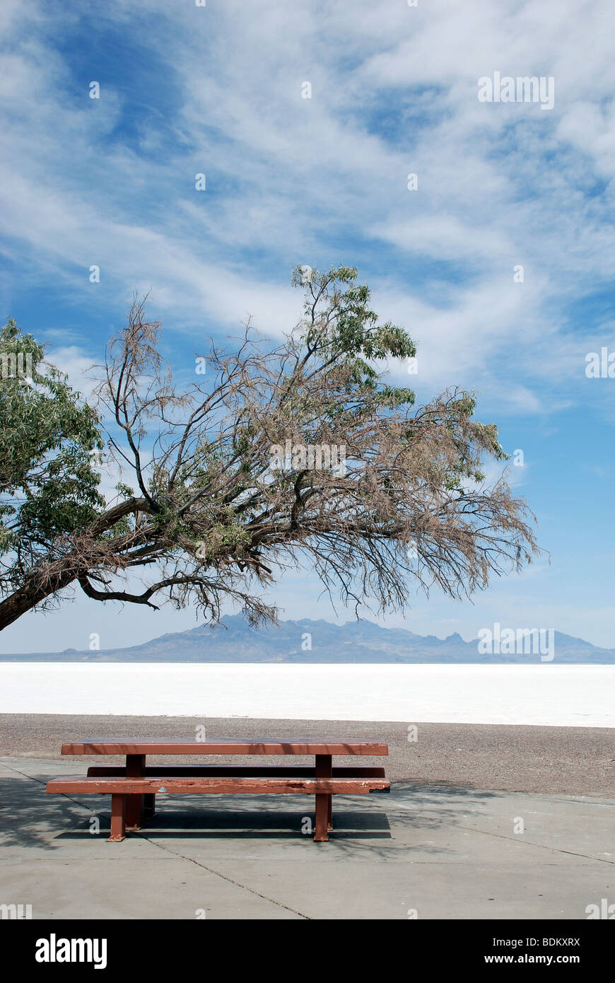 Picnic bench under tree looking out at the Bonneville Salt Flats, Utah ...