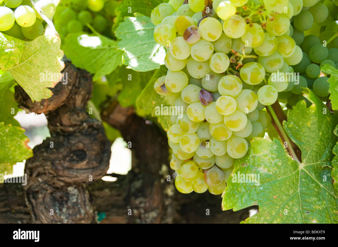Semillon Blanc Grapes on Old Vines Stock Photo - Alamy