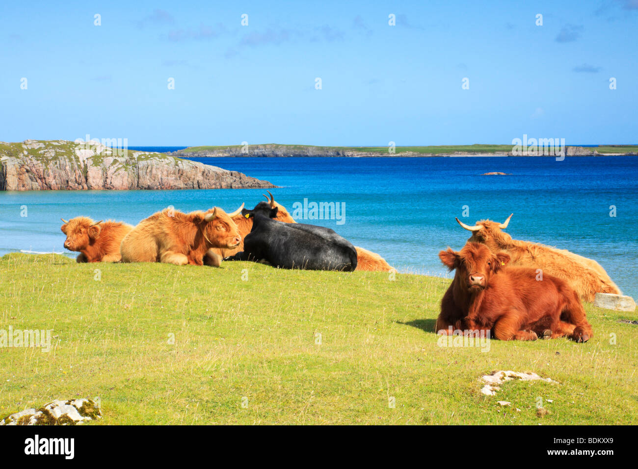 Seaside cattle hi-res stock photography and images - Alamy