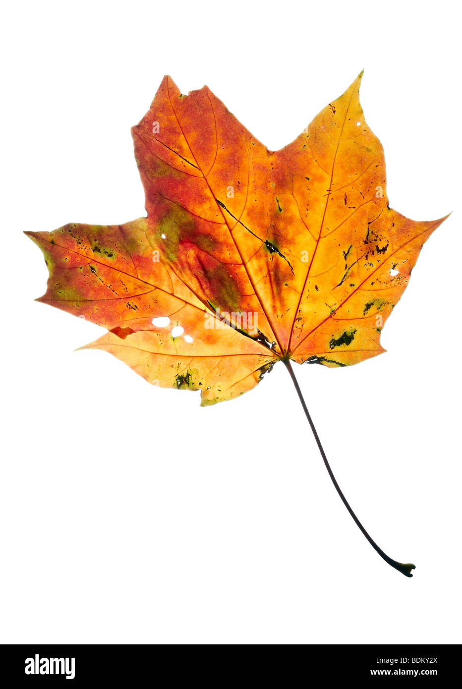 Autumn symbol Cut Out Stock Images & Pictures - Alamy