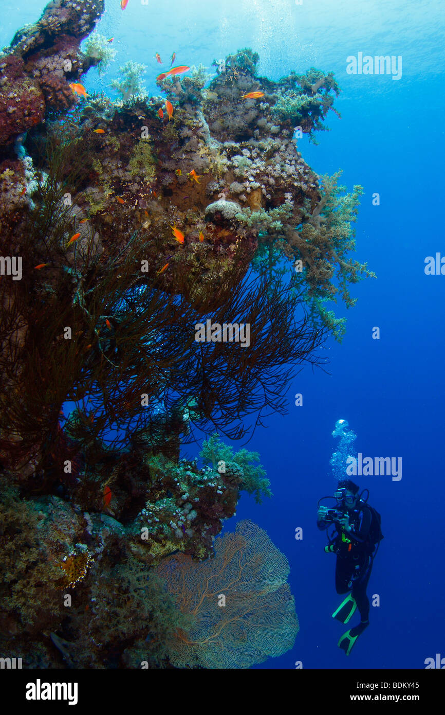 Young female diver photographer swimming along a massive coral reef ...