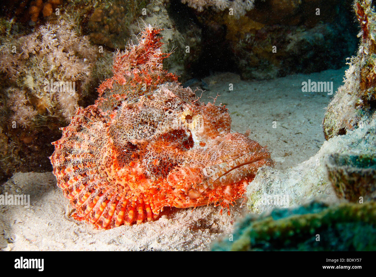 Bright colored, Red bearded scorpion fish lying on the sandy bottom in ...